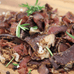 Biltong Boytjies C-Grade Biltong; Geelvet Biltong Slices or yellow fat biltong sliced; Geelvet ...